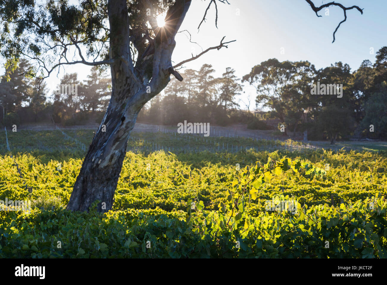 Australia, South Australia, Clare Valley, Clare, vineyard morning Stock ...
