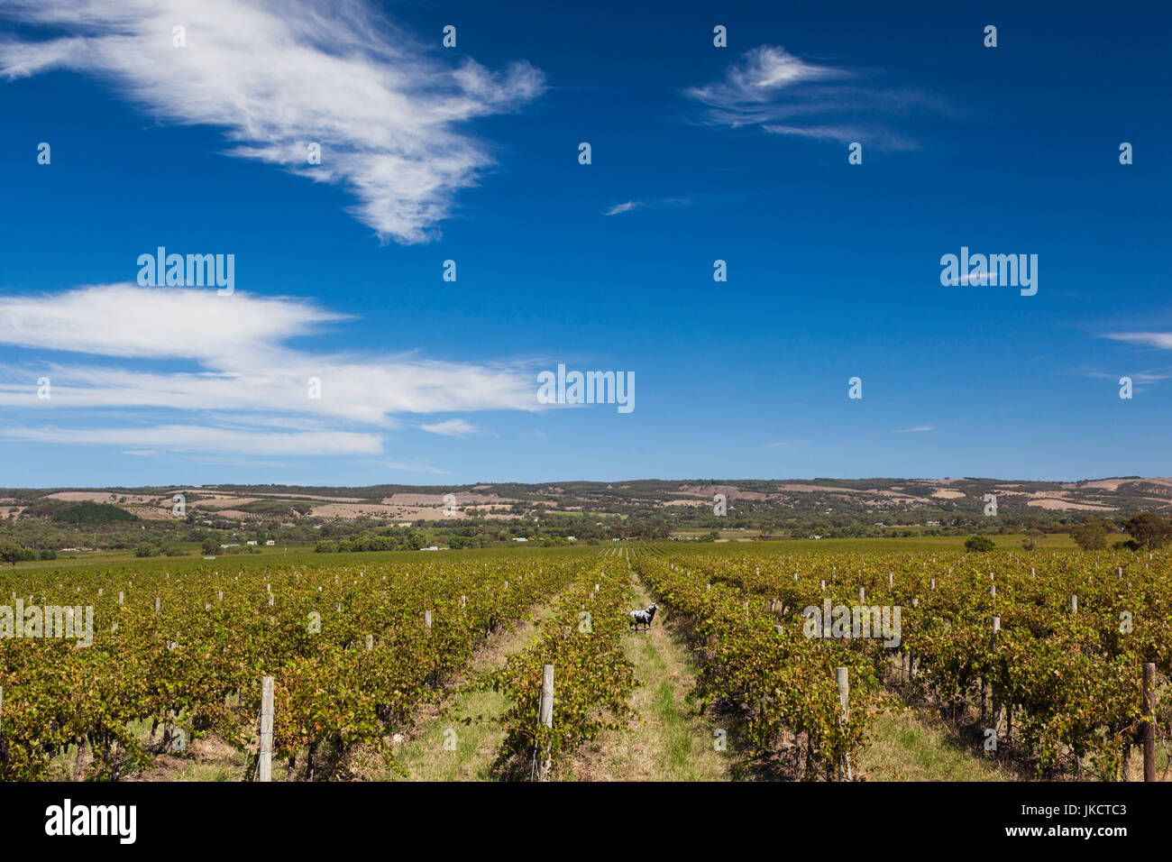 Australia, South Australia, Fleurieu Peninsula, McLaren Vale Wine ...