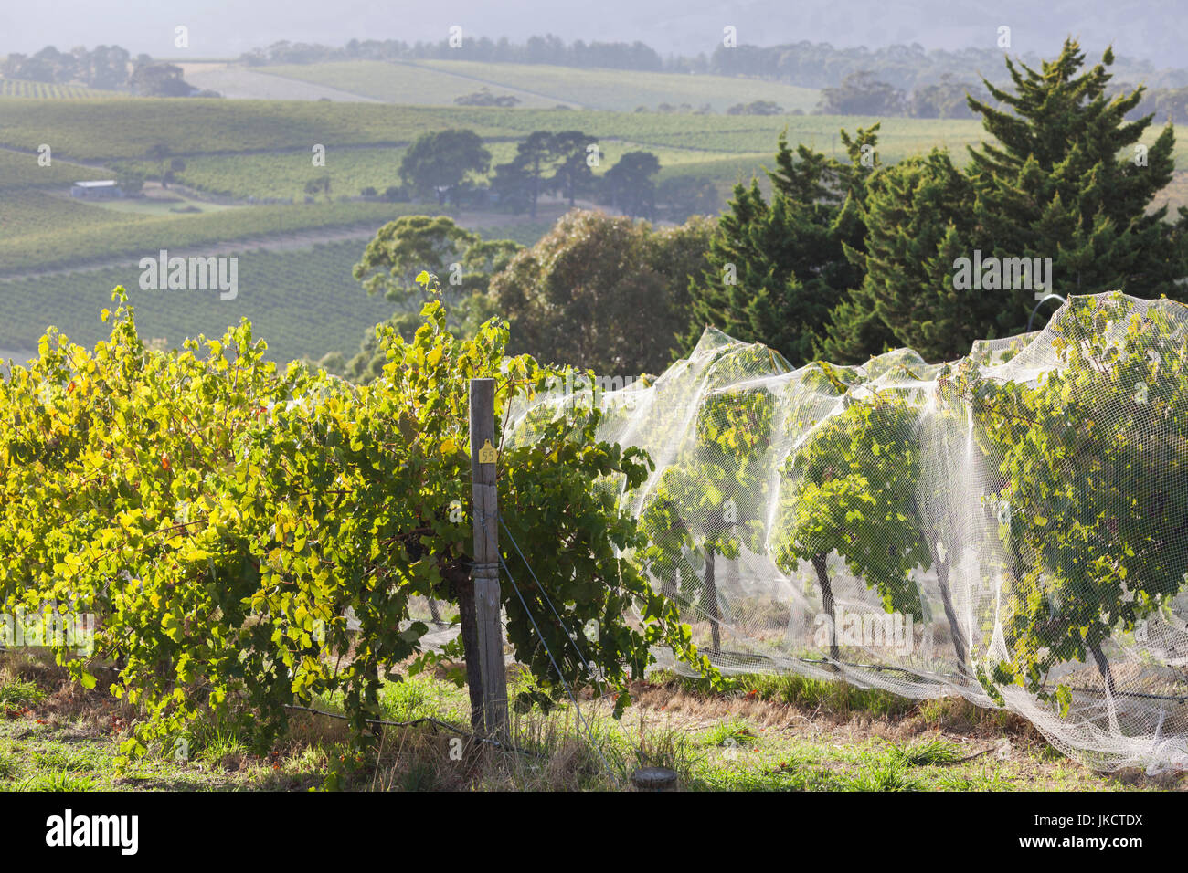 Australia, South Australia, Fleurieu Peninsula, McLaren Vale Wine ...