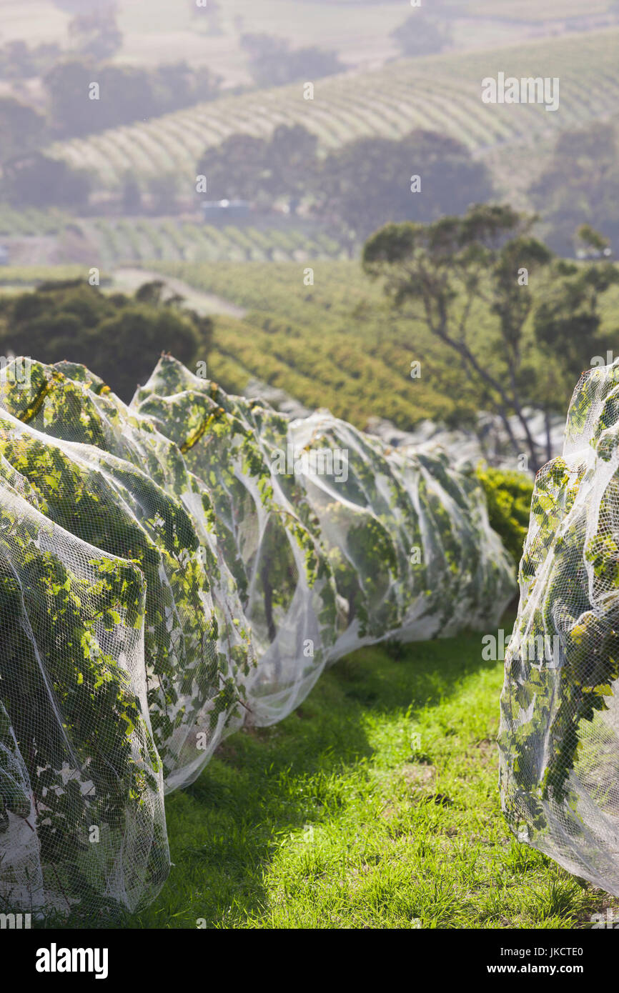 Australia, South Australia, Fleurieu Peninsula, McLaren Vale Wine ...