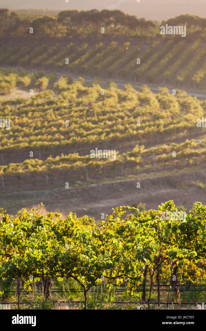 Australia, South Australia, Fleurieu Peninsula, McLaren Vale Wine ...
