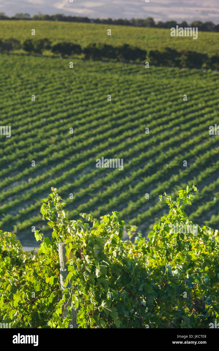 Australia, South Australia, Fleurieu Peninsula, McLaren Vale Wine ...