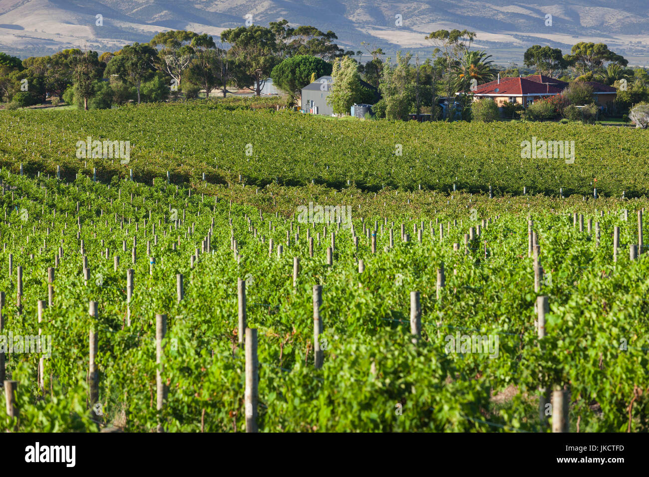 Australia, South Australia, Fleurieu Peninsula, McLaren Vale Wine ...