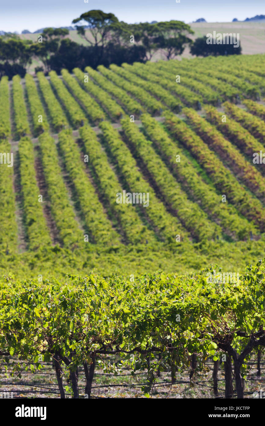Australia, South Australia, Fleurieu Peninsula, McLaren Vale Wine ...