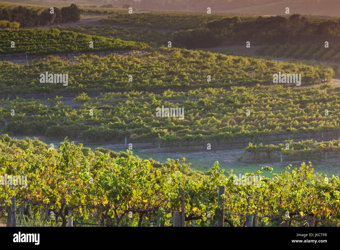Australia, South Australia, Fleurieu Peninsula, McLaren Vale Wine ...