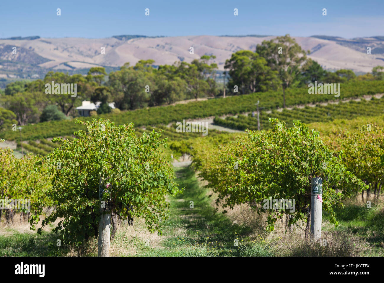 Australia, South Australia, Fleurieu Peninsula, McLaren Vale Wine ...