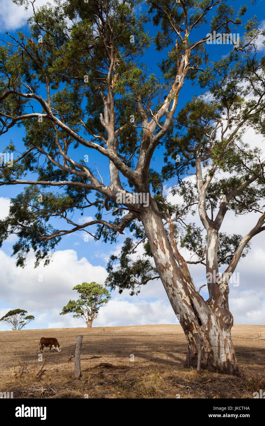 Australia, South Australia, Fleurieu Peninsula, Normanville, landscape ...