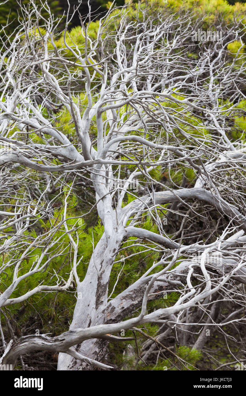 Australia, South Australia, Fleurieu Peninsula, Port Elliot, gnarled ...
