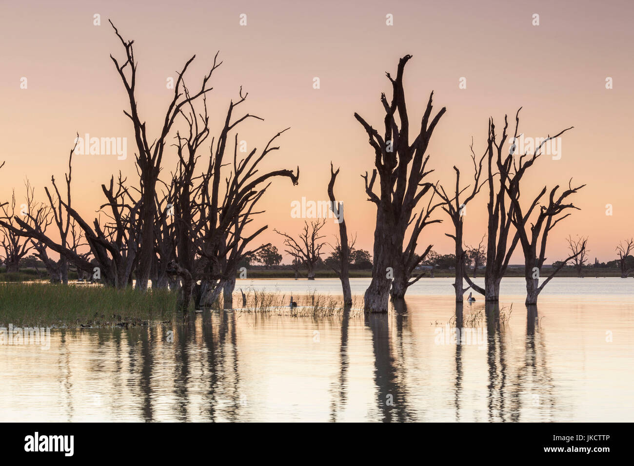 Australia, South Australia, Murray River Valley, Barmera, Lake Bonney ...