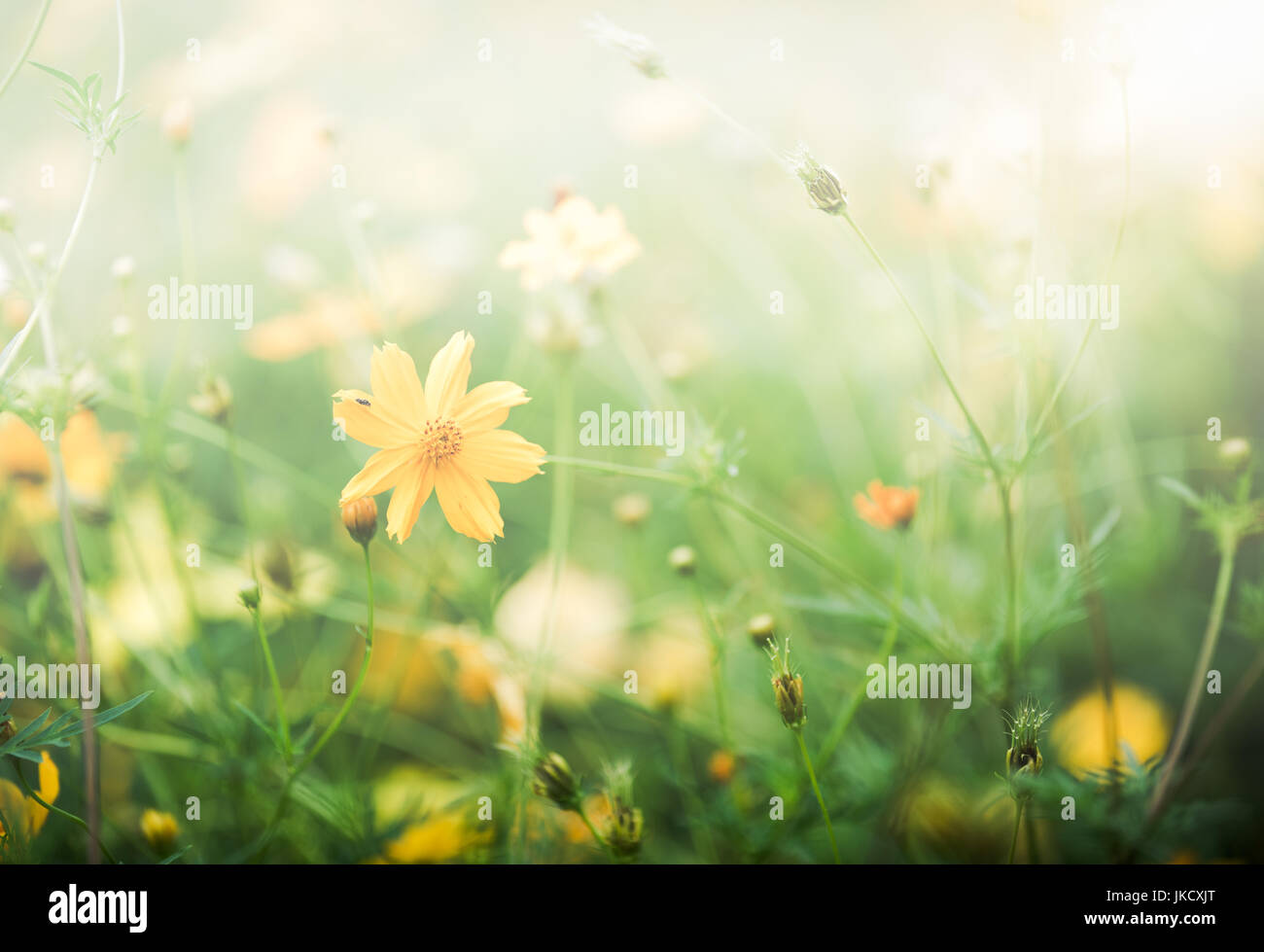 Yellow Cosmos flower field, flower background with sun light and ...
