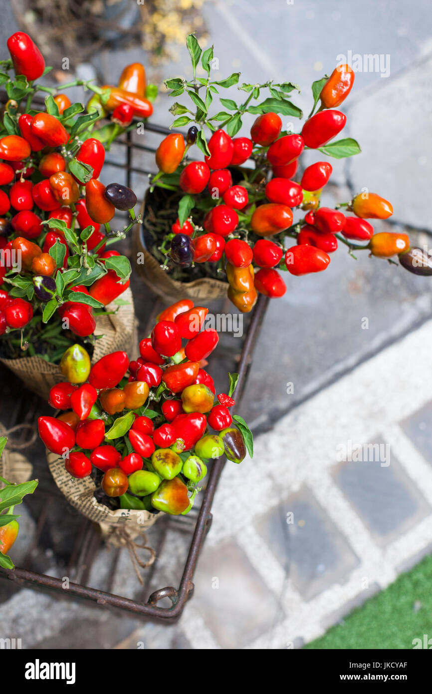 Australia, Victoria, VIC, Melbourne, pepper plants Stock Photo - Alamy