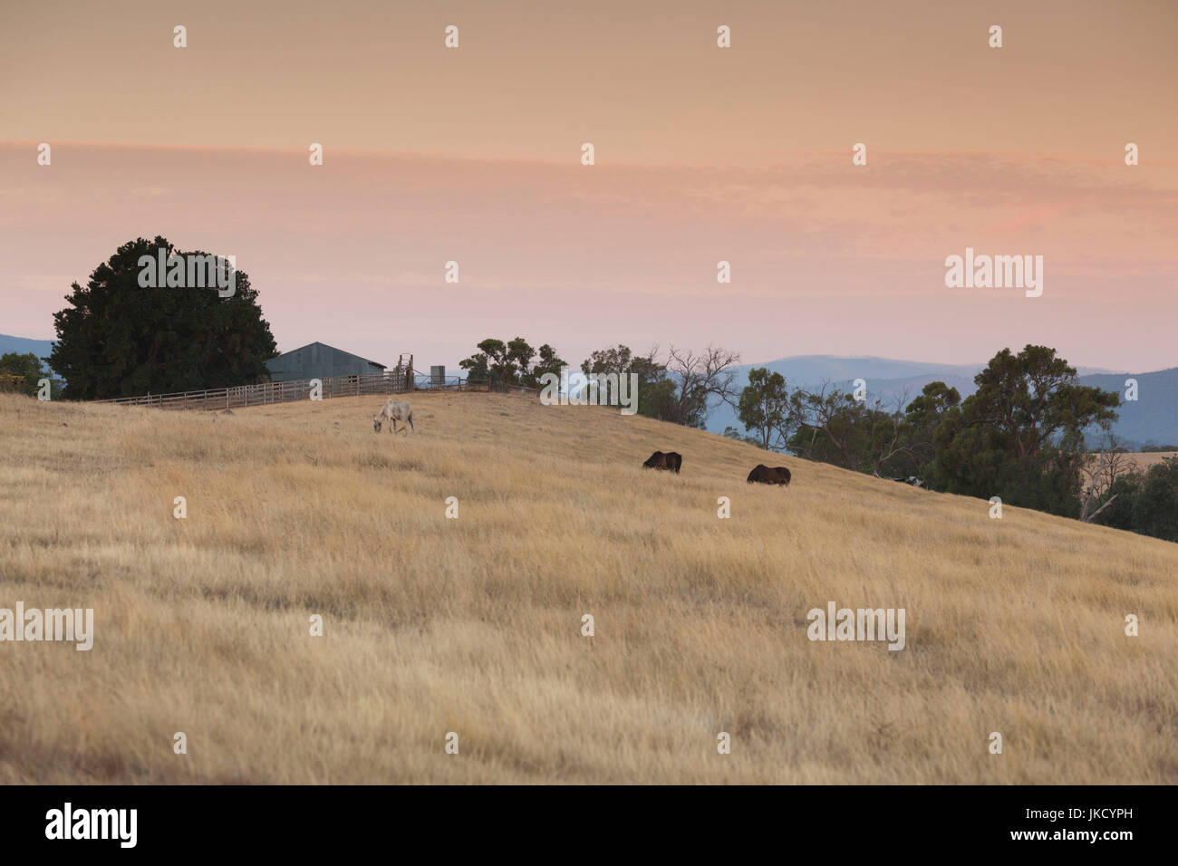 Australia, Victoria, VIC, Yarra Valley, Coldstream, fields, dusk Stock ...