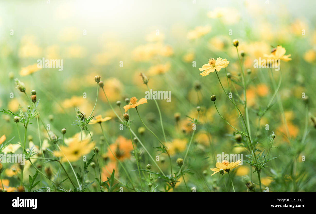 Yellow Cosmos flower field, flower background with sun light and ...