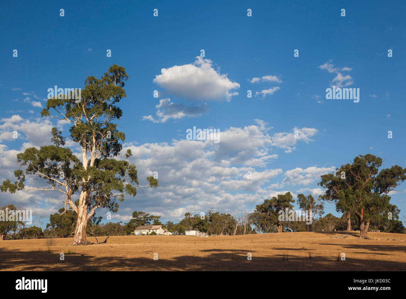 Australia, Victoria, VIC, Yarra Valley, gum tree Stock Photo - Alamy