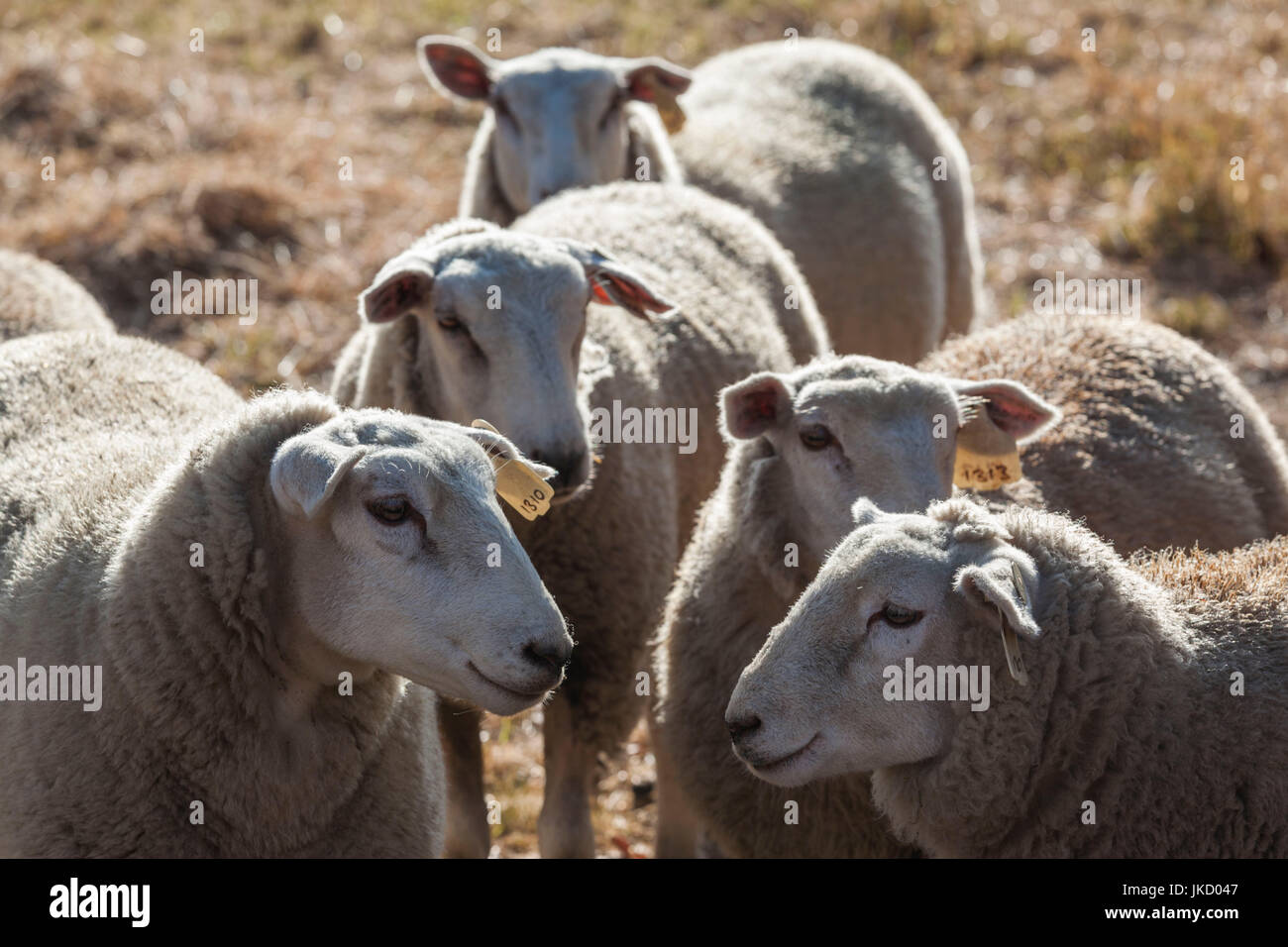 Valley sheep hi-res stock photography and images - Alamy