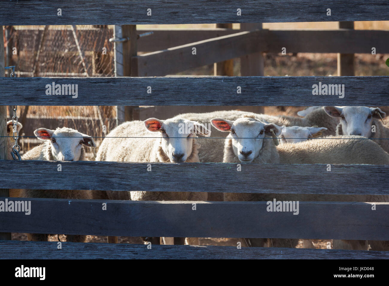 Valley sheep hi-res stock photography and images - Alamy