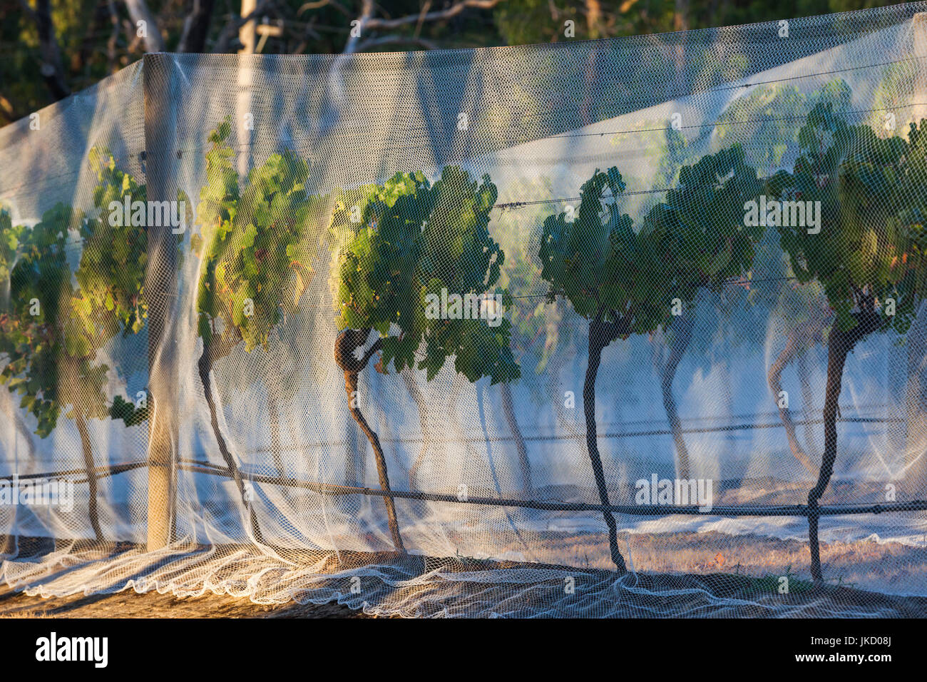 Australia, Victoria, VIC, Yarra Valley, vineyard vines under mesh ...