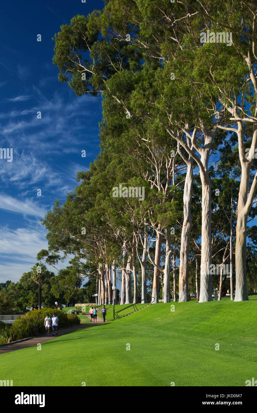 Australia, Western Australia, Perth, Kings Park, Fraser Avenue, trees ...