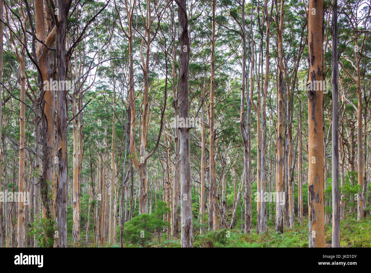 Kari trees hi-res stock photography and images - Alamy