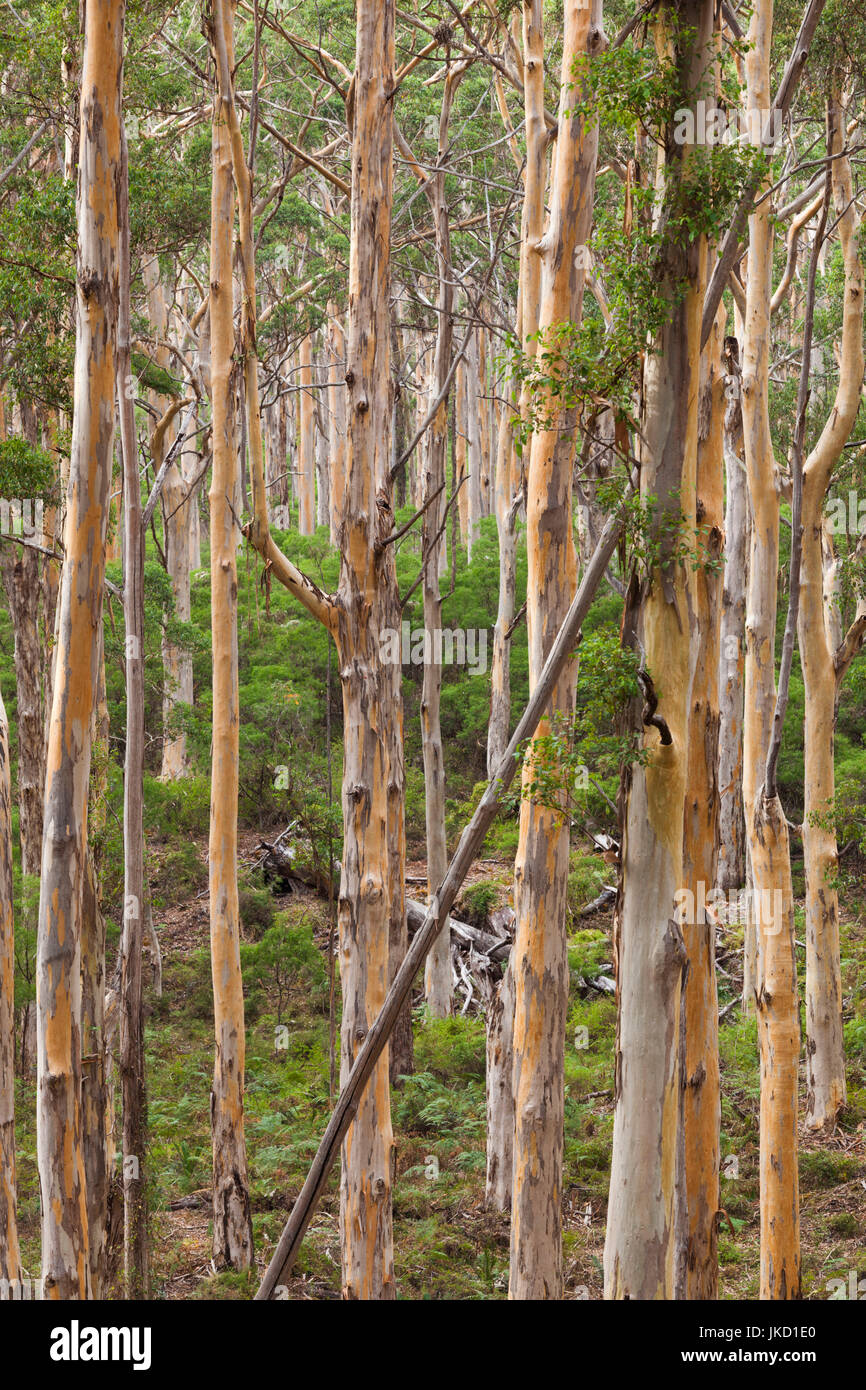 Kari trees hi-res stock photography and images - Alamy