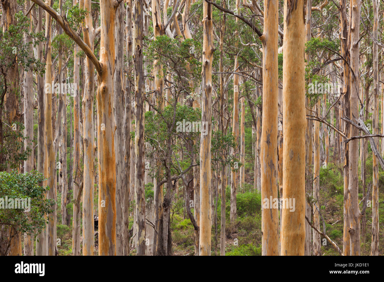 Kari trees hi-res stock photography and images - Alamy