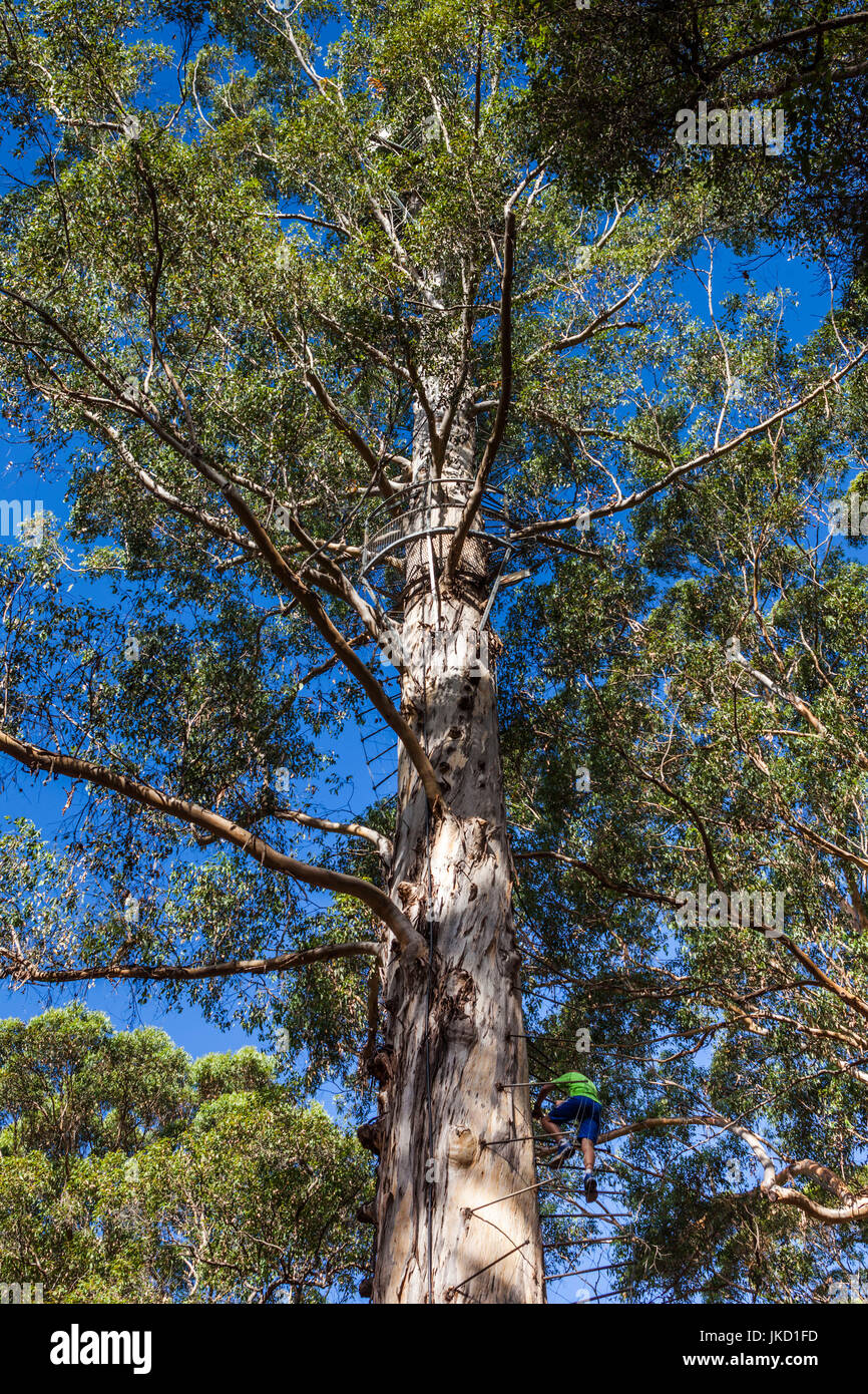 Diamond tree lookout tower hi-res stock photography and images - Alamy