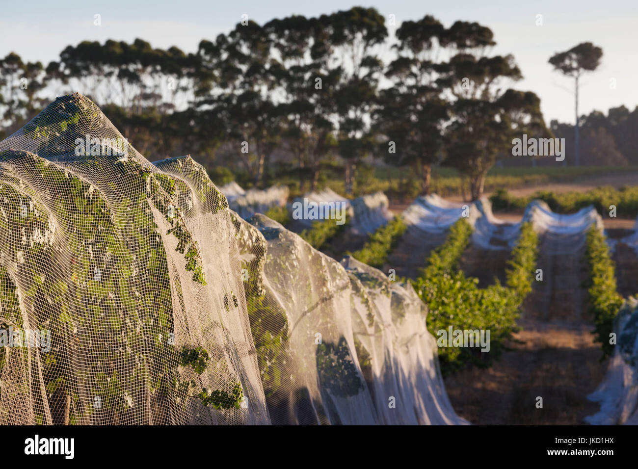 Mesh covered vineyard hi-res stock photography and images - Alamy