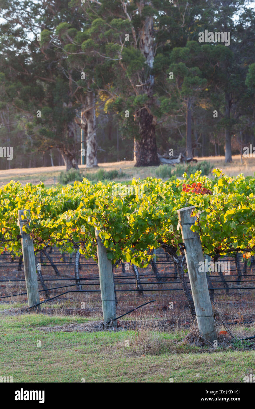 Australia, Western Australia, The Southwest, Margaret River Wine Region ...