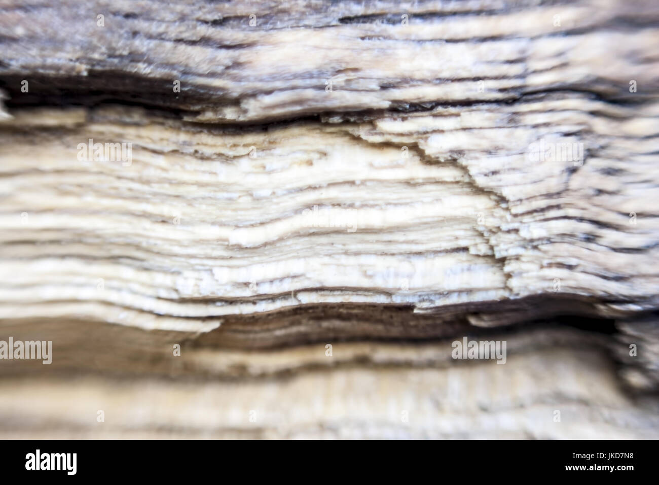 pattern on the tree bark Stock Photo - Alamy