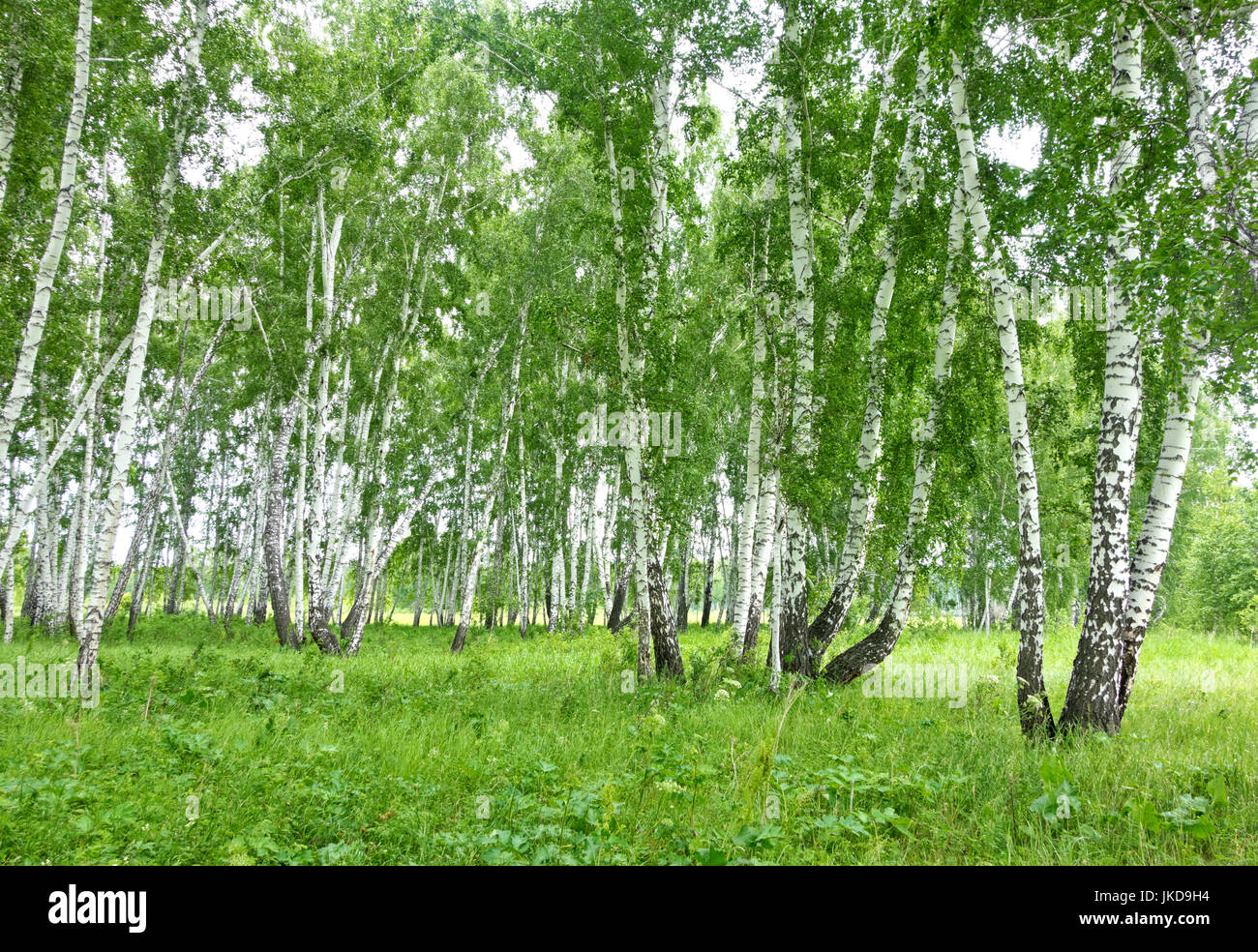 summer birch forest Stock Photo - Alamy