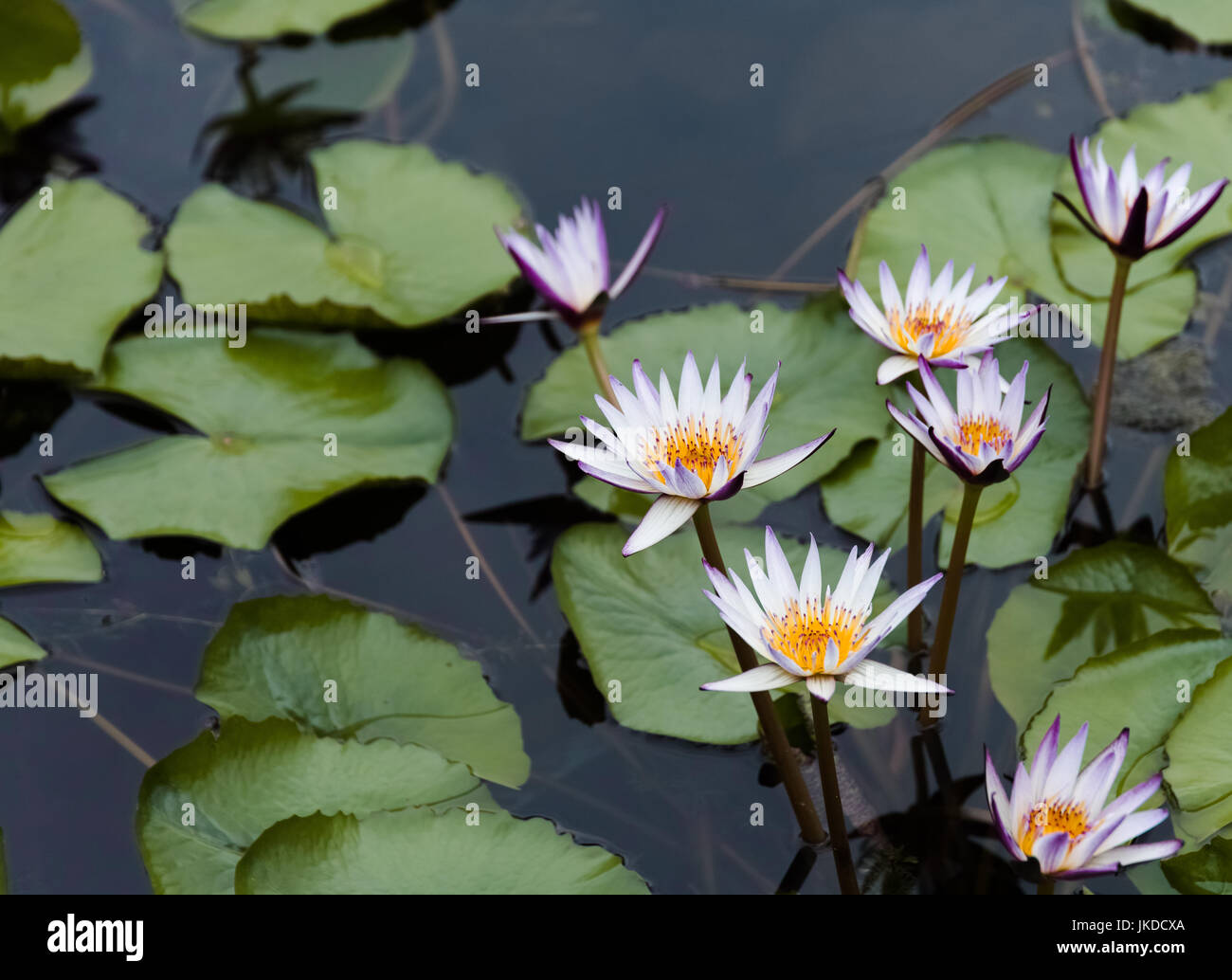 lotus on the pond Stock Photo - Alamy