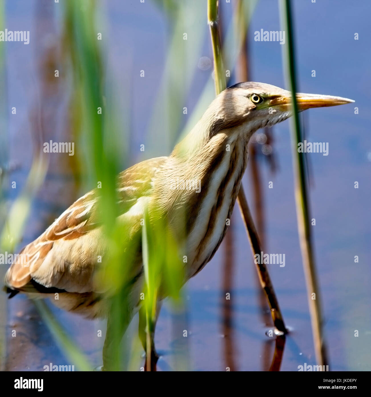 Little Bittern (Ixobrychus minutus), Lower Moors, St Mary's, Isles of ...