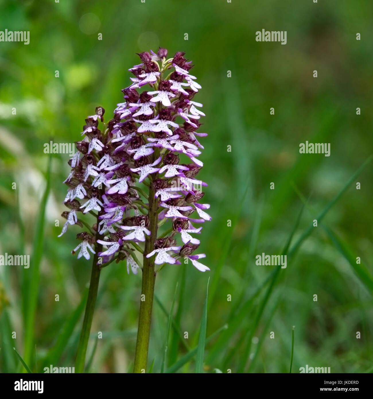 Lady Orchids (Orchis purpurea), Eifel, western Germany Stock Photo - Alamy