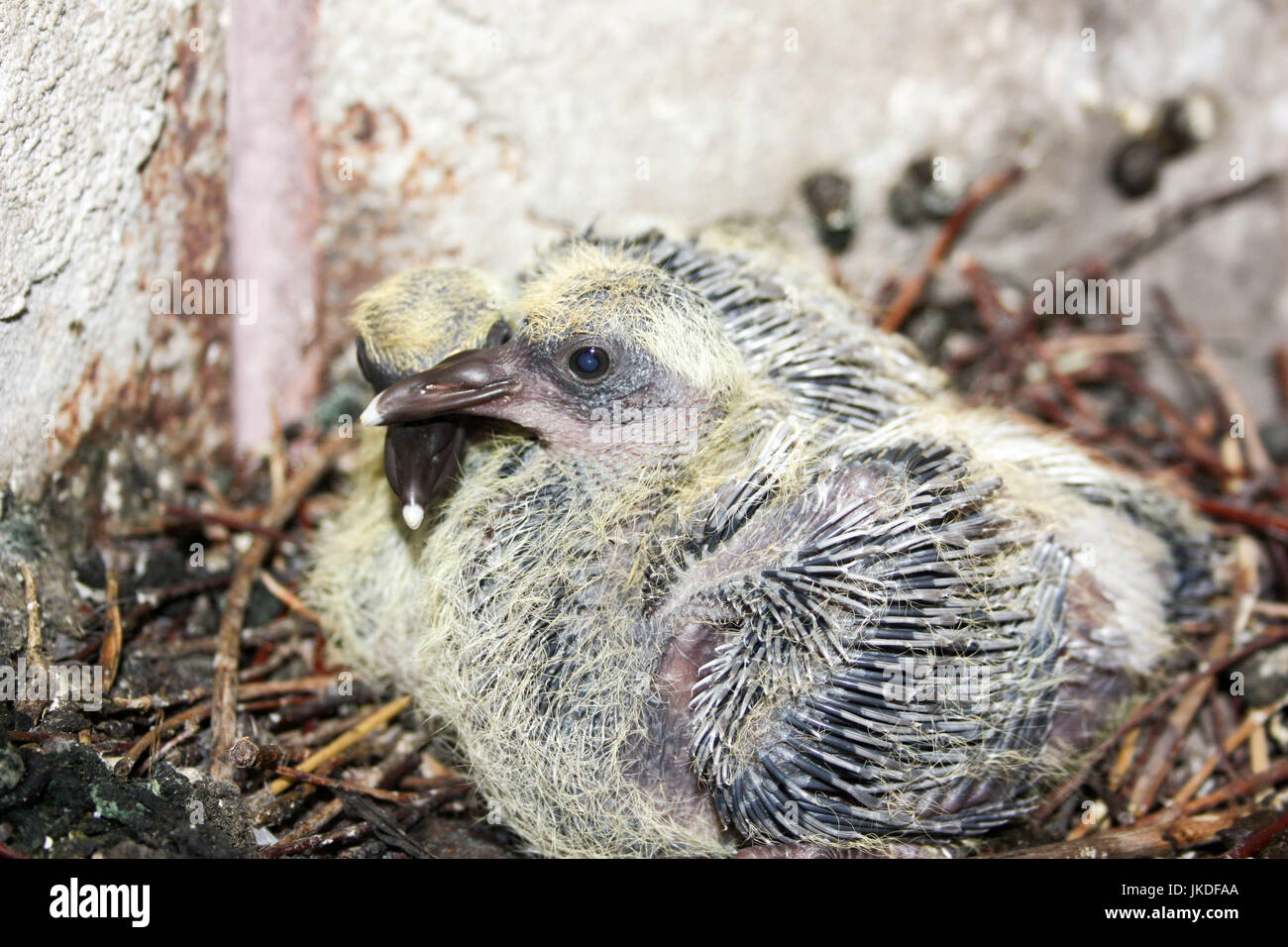 Pigeon children in a nest of branches. Fight with their beaks. With ...