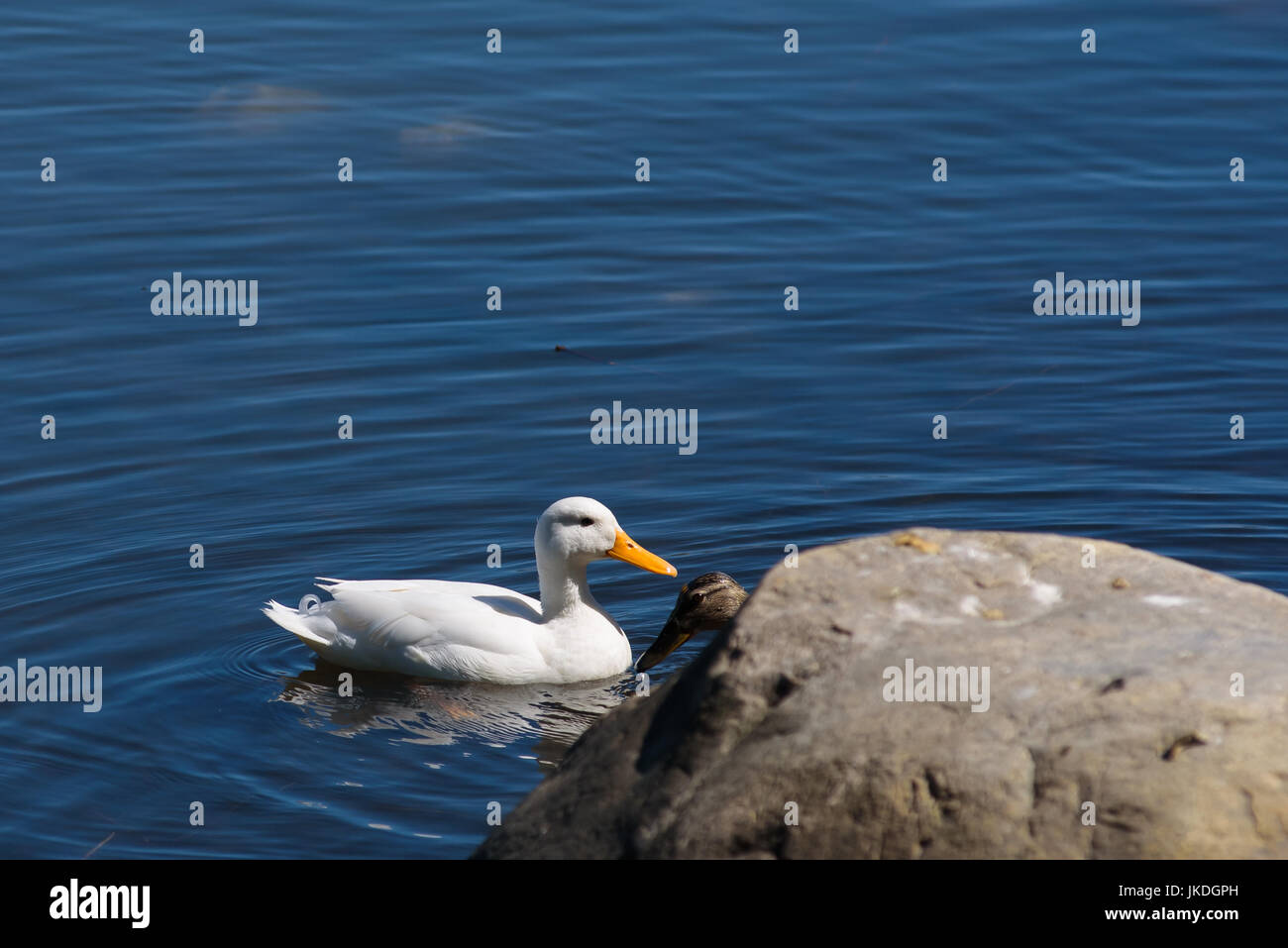 Albino duck at lake Stock Photo - Alamy