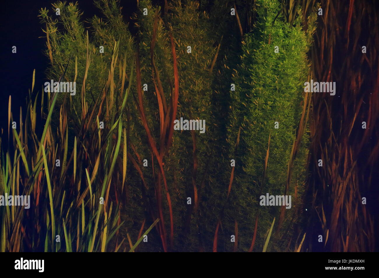 Chara Plant High Resolution Stock Photography and Images - Alamy
