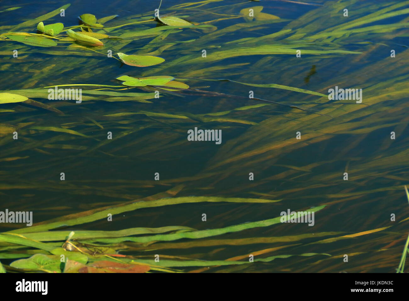 Dense thickets of aquatic plants of a small river Stock Photo - Alamy
