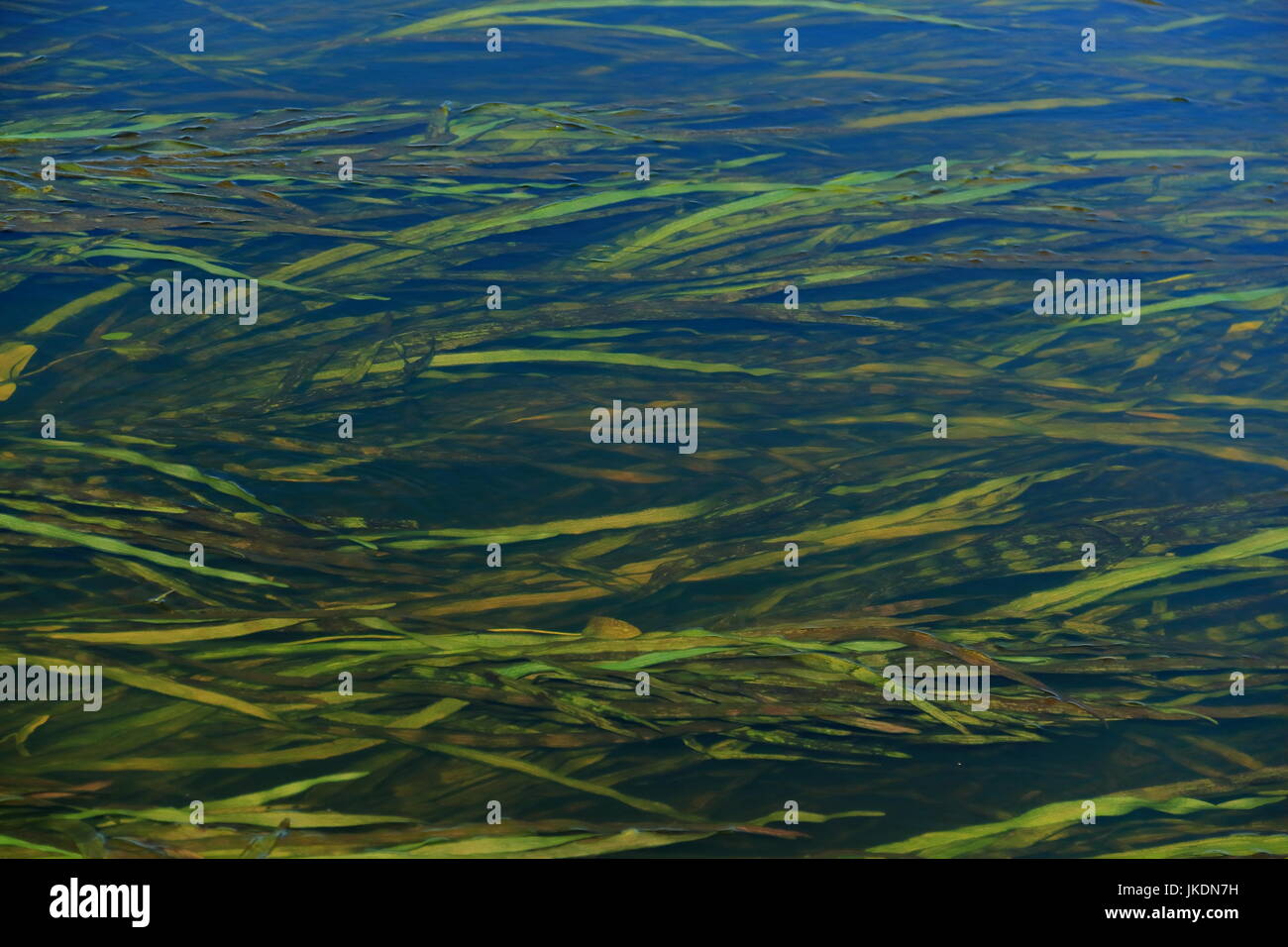 Dense thickets of aquatic plants of a small river Stock Photo - Alamy