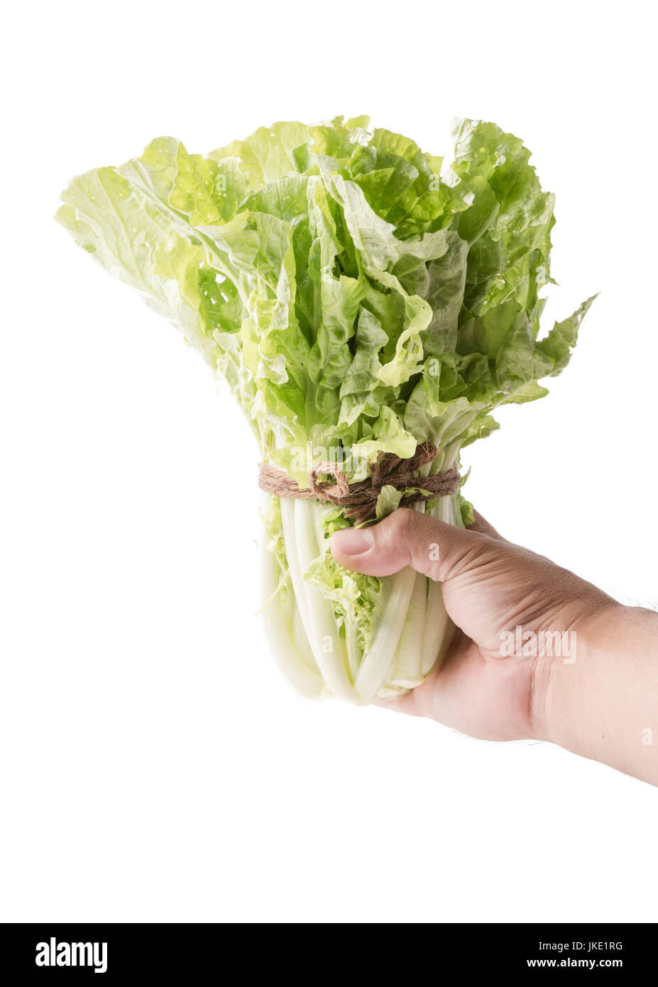 Chinese Cabbage in farmer hand isolated on white background, fresh ...