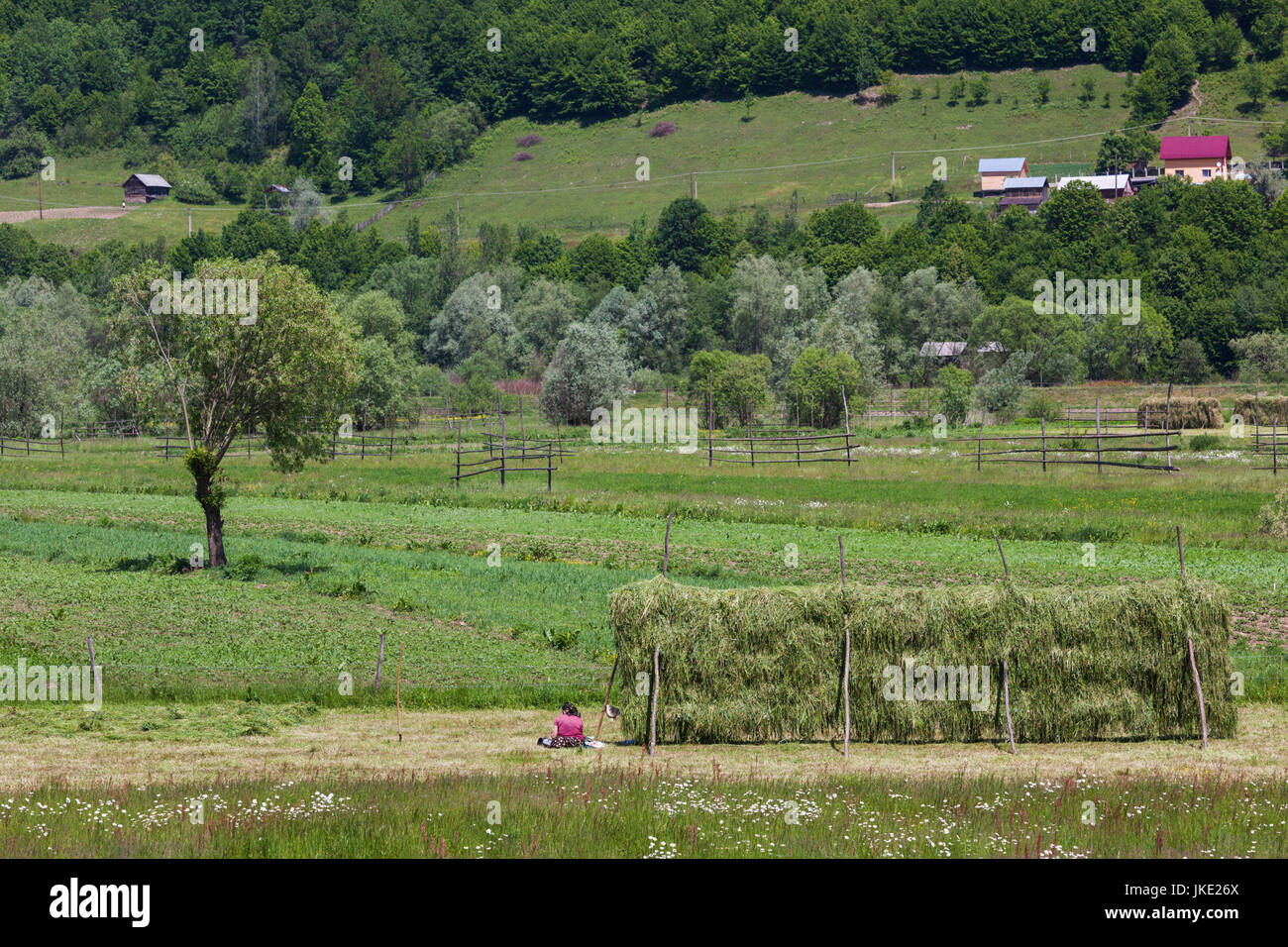Romania, Maramures Region, Crasna Viseului, haying in the fields Stock ...