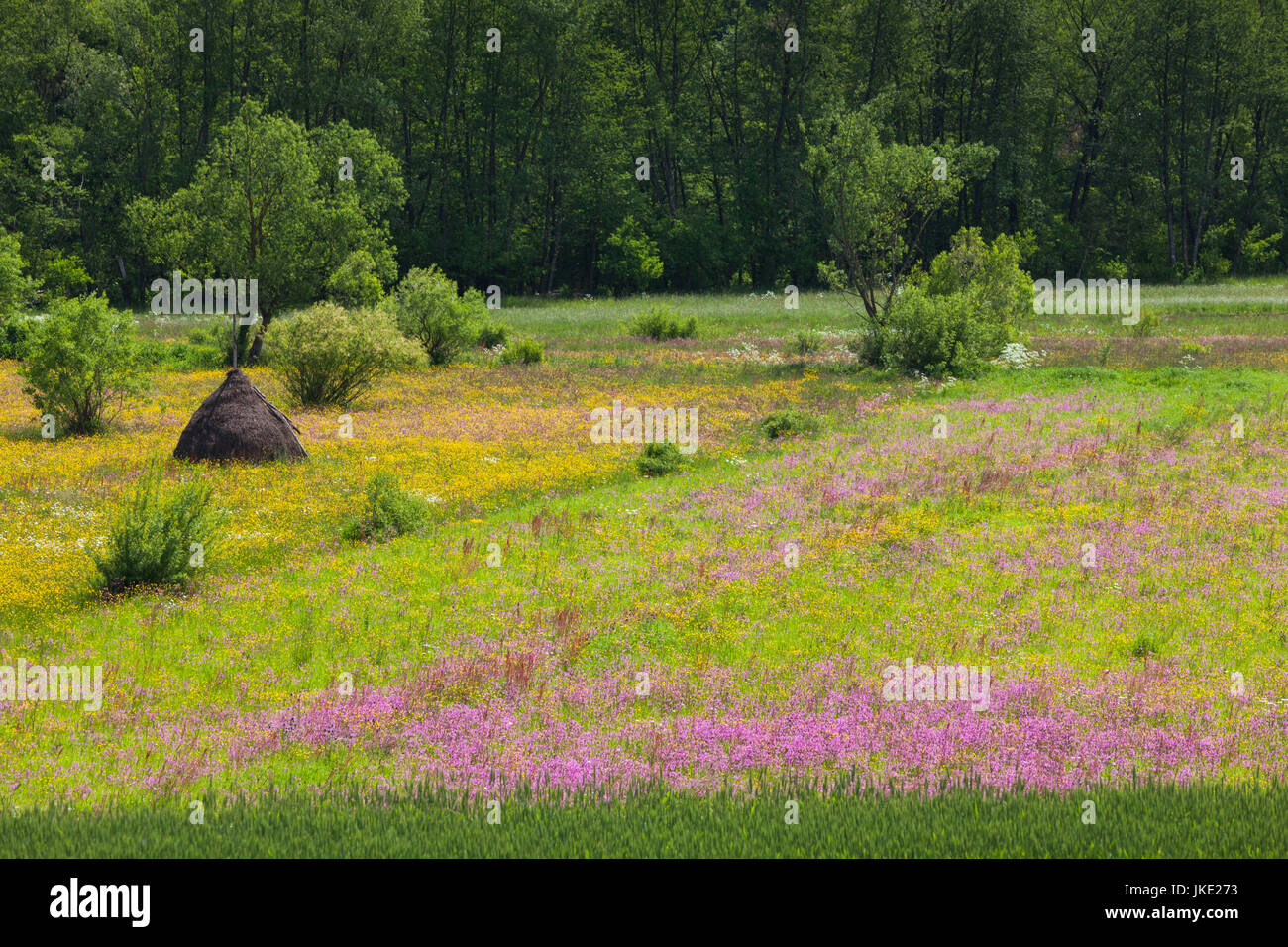 Giulesti hi-res stock photography and images - Alamy