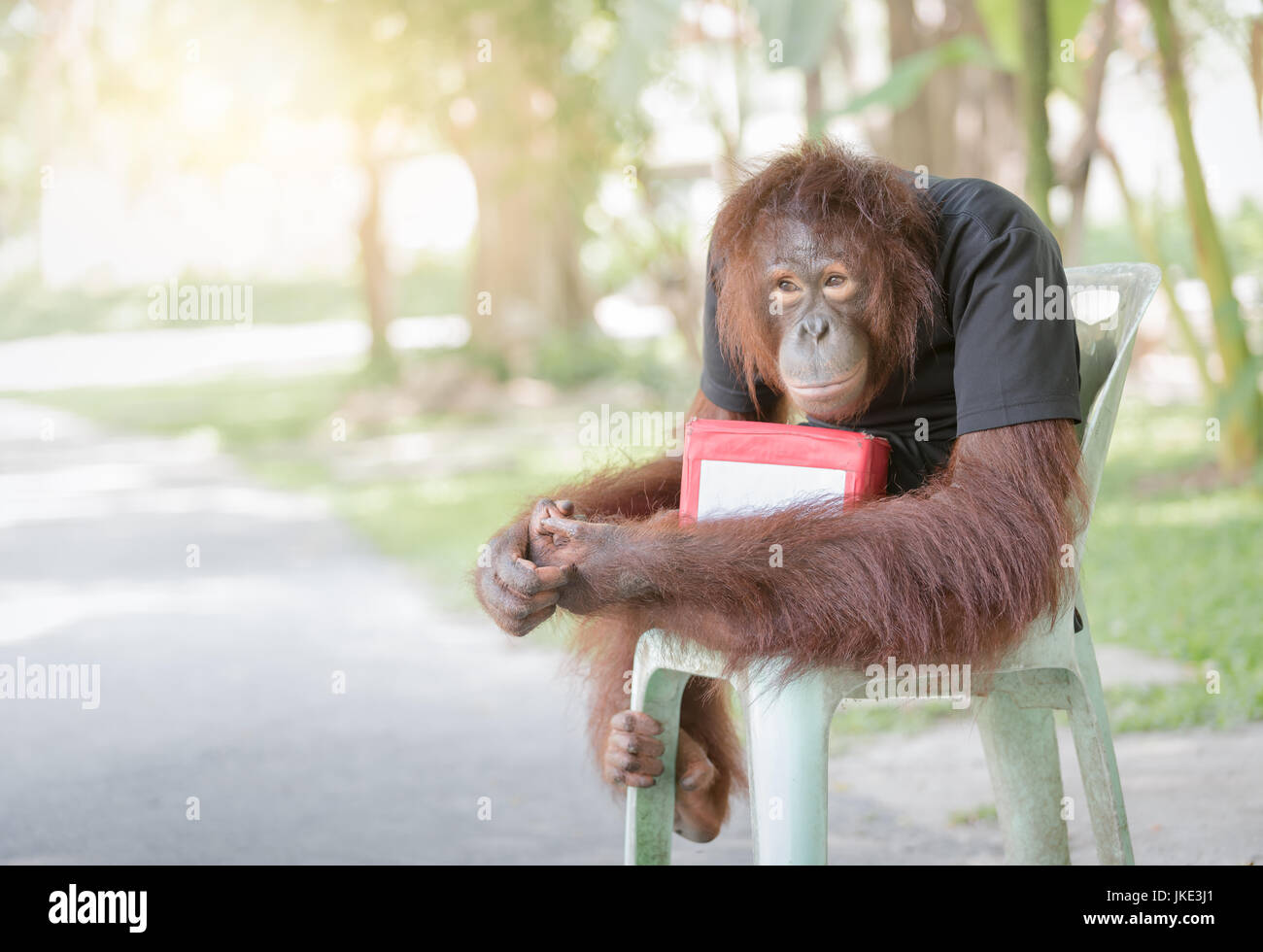 chimpanzee monkey sit on chair with donation boxes, help animal concept ...