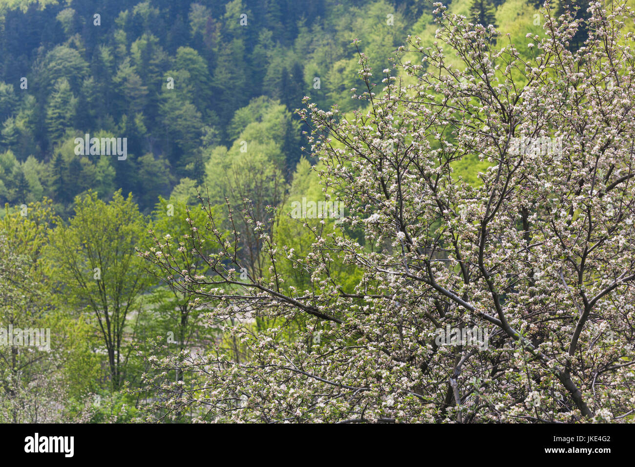 Romania, Transylvania, Sinaia, spring trees Stock Photo - Alamy