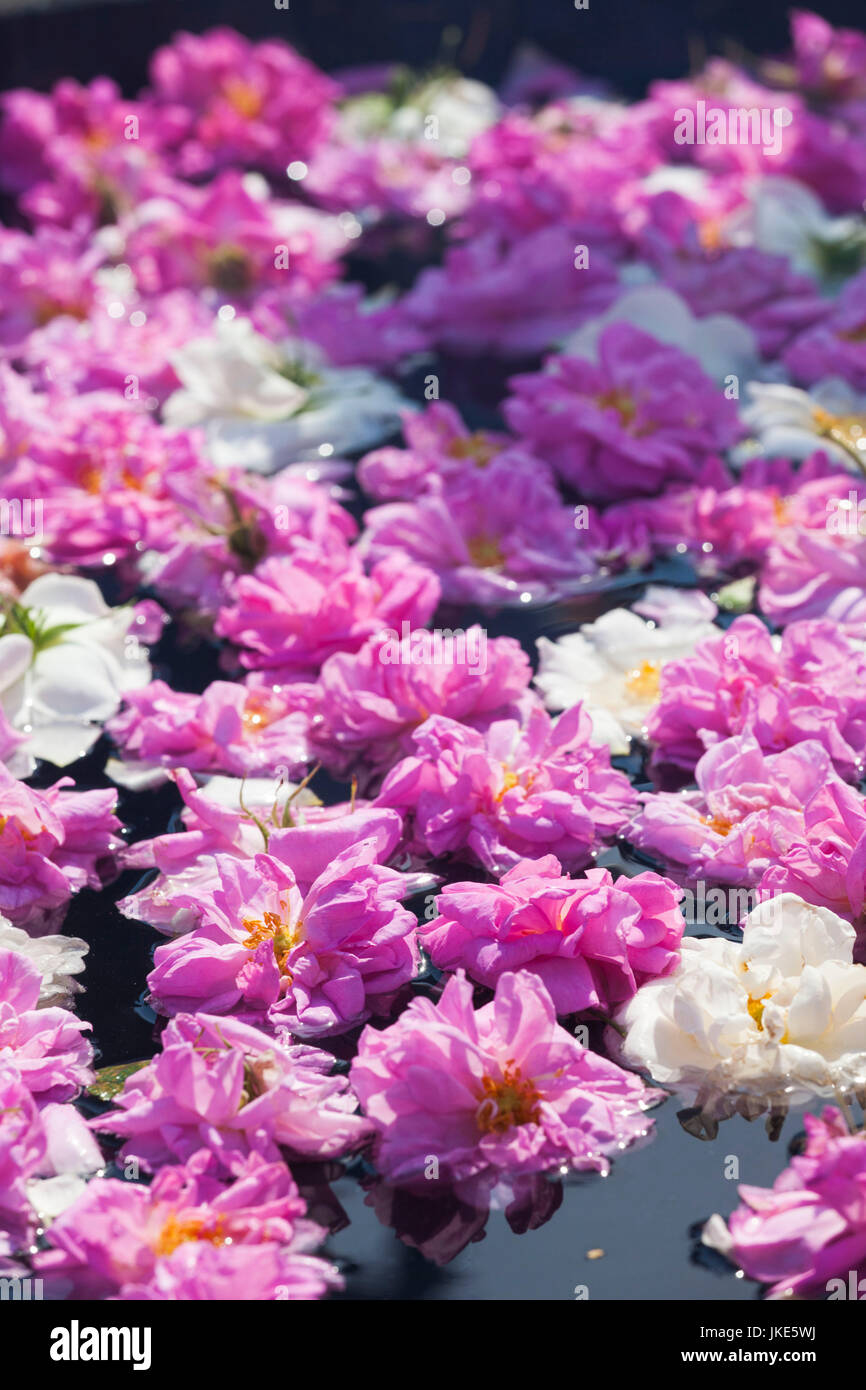 Bulgaria, Central Mountains, Kazanlak, Kazanlak Rose Festival, town ...