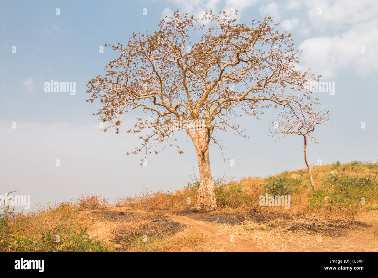dry tree in the winter with clouds in the background Stock Photo - Alamy