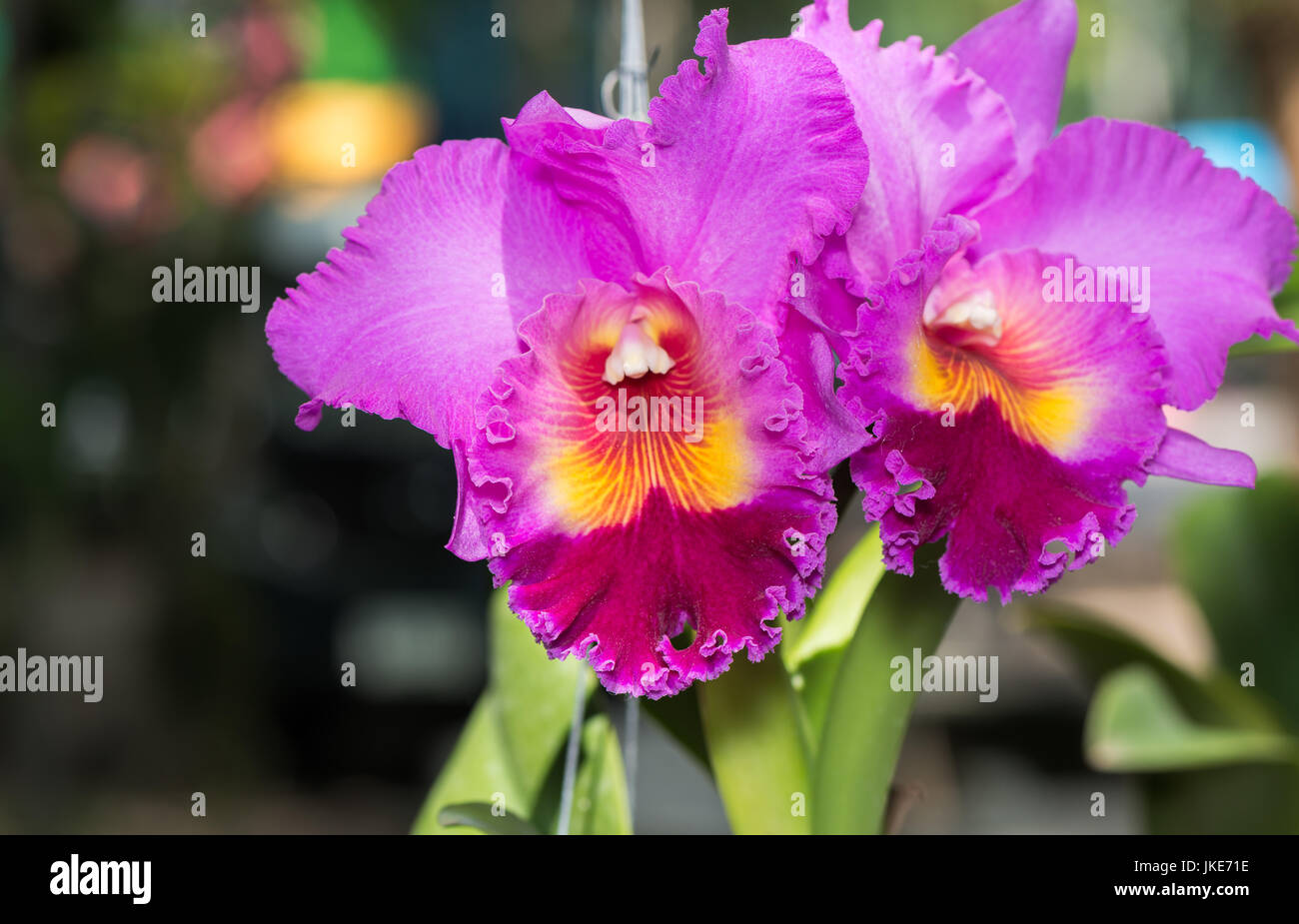 beautiful Hybrid pink Cattleya orchid flower and nature background ...