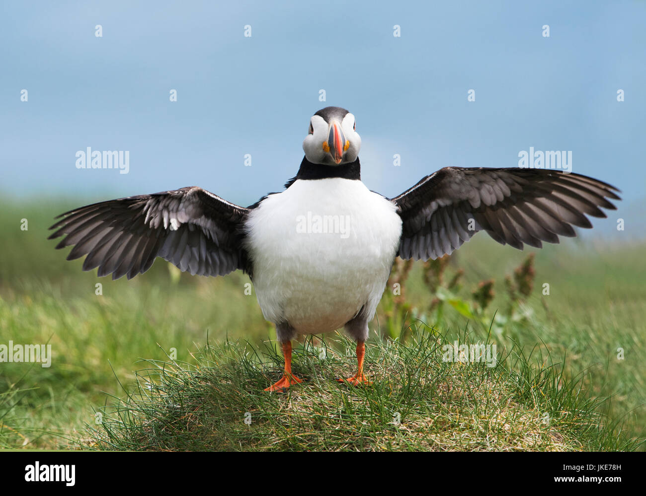 Puffin (Fratercula arctica) flaps it's wings in readiness for take off ...