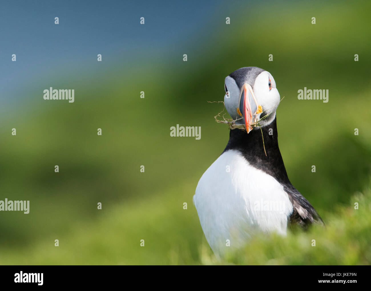 Puffin (Fratercula arctica) with some nesting material in it's bill ...