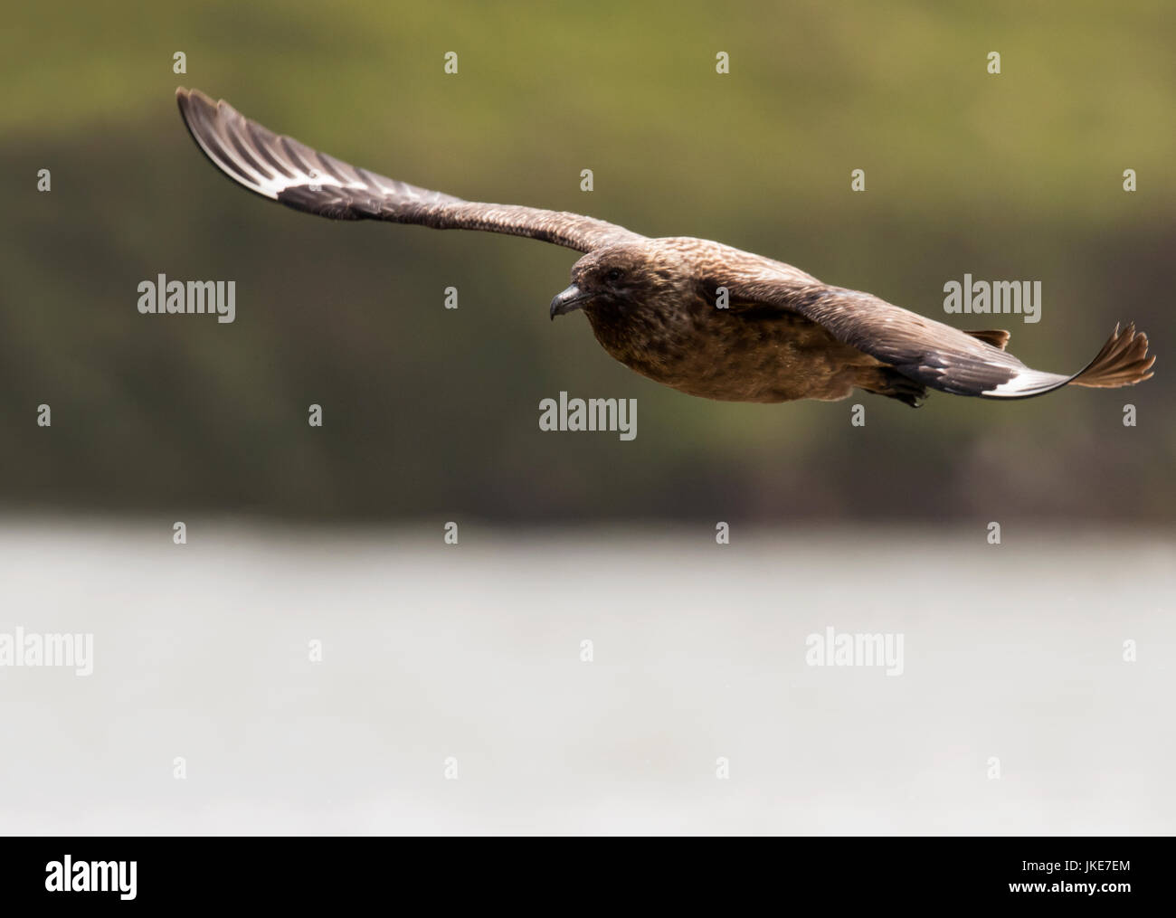A Great Skua (Catharacta skua) in flight over the sea, Shetland, UK ...