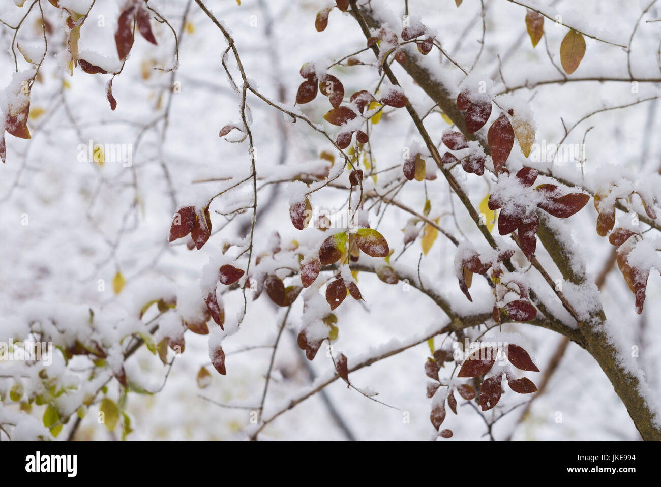 USA, Massachusetts, Cape Ann, Gloucester, early snowfall Stock Photo ...